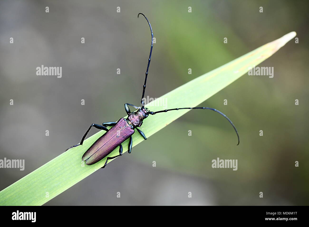 Musky smell hi-res stock photography and images - Alamy