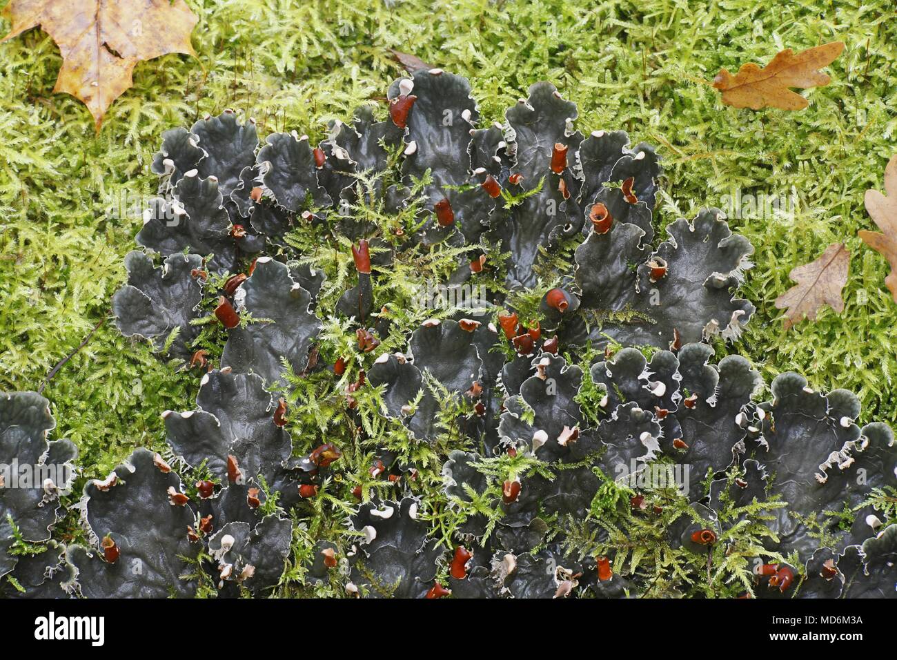 Peltigera polydactylon, commonly known as many-fruited pelt lichen ...