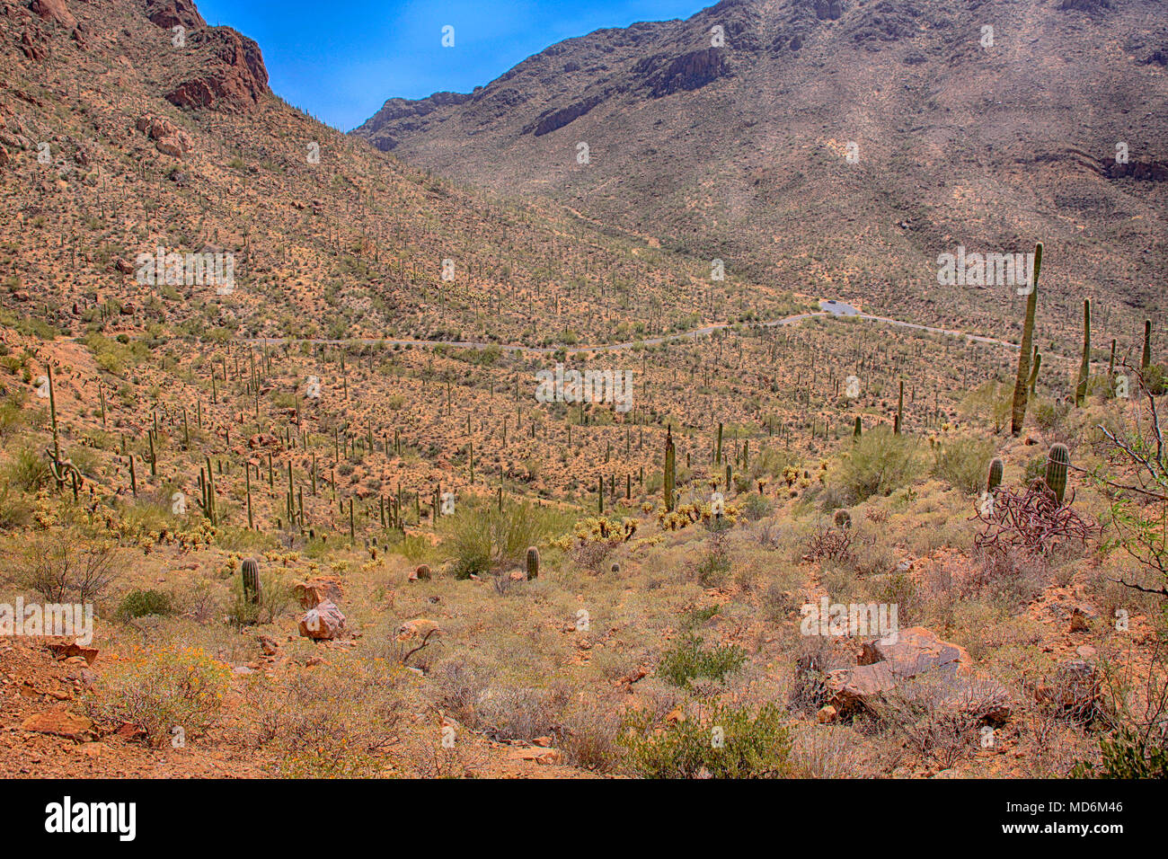ThenSaguaro West Tucson Mountain area National Park in Arizona USA ...