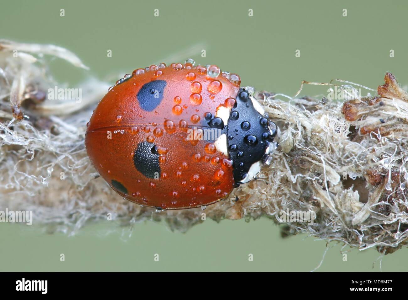 Five-spot ladybird or five-spotted ladybug, Coccinella quinquepunctata ...