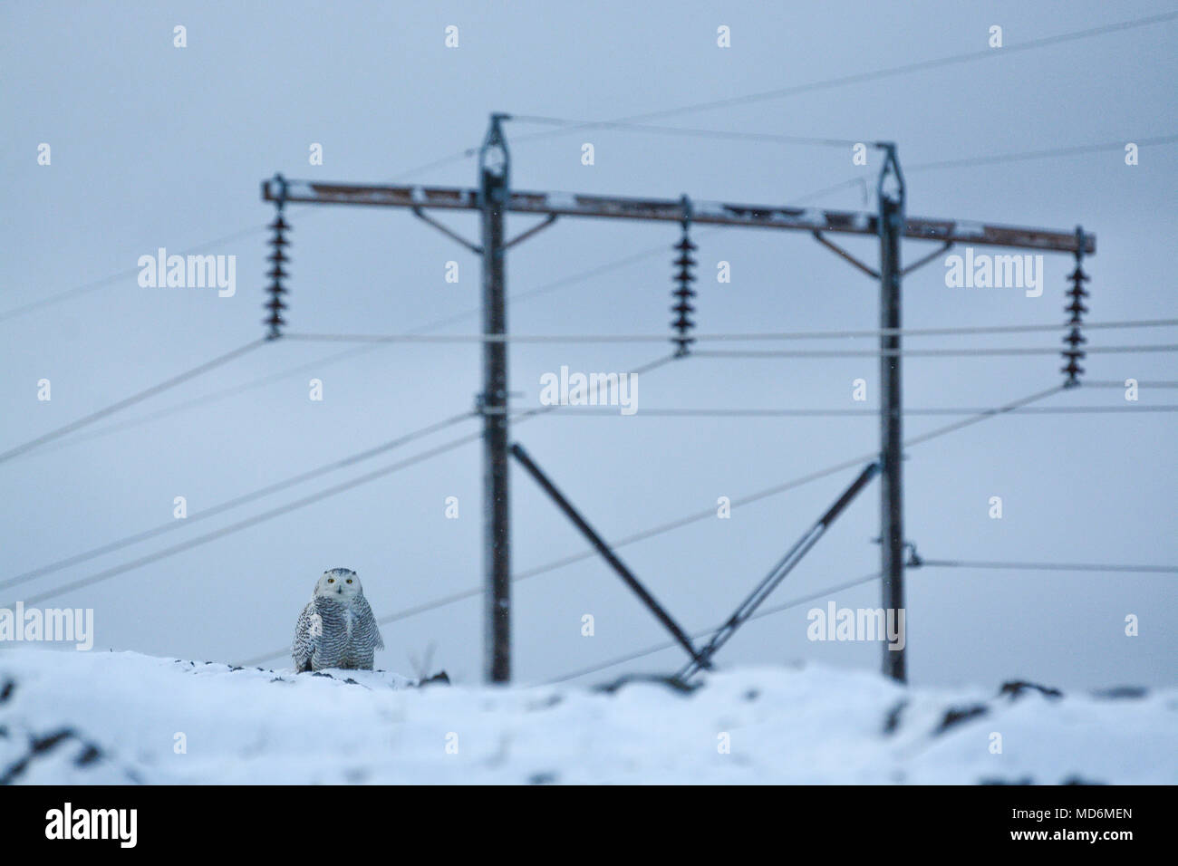 Bird powerlines hi-res stock photography and images - Alamy
