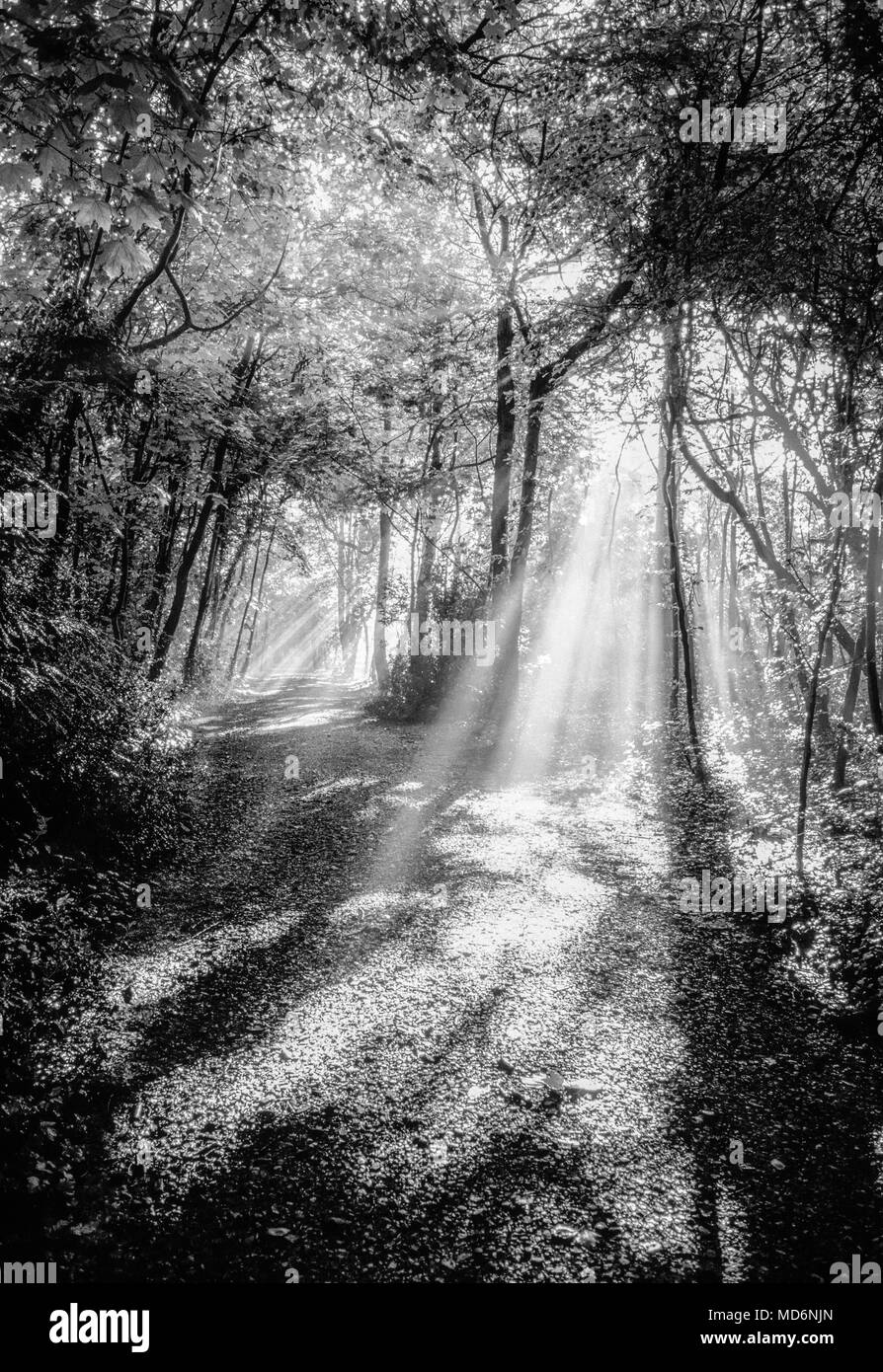 Light shining on plant Black and White Stock Photos & Images - Alamy