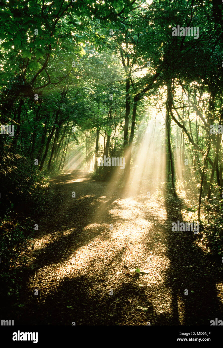 Shaft of sunlight on plant hi-res stock photography and images - Alamy
