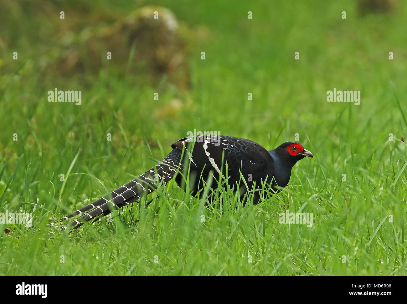 Male adult pheasants hi-res stock photography and images - Alamy