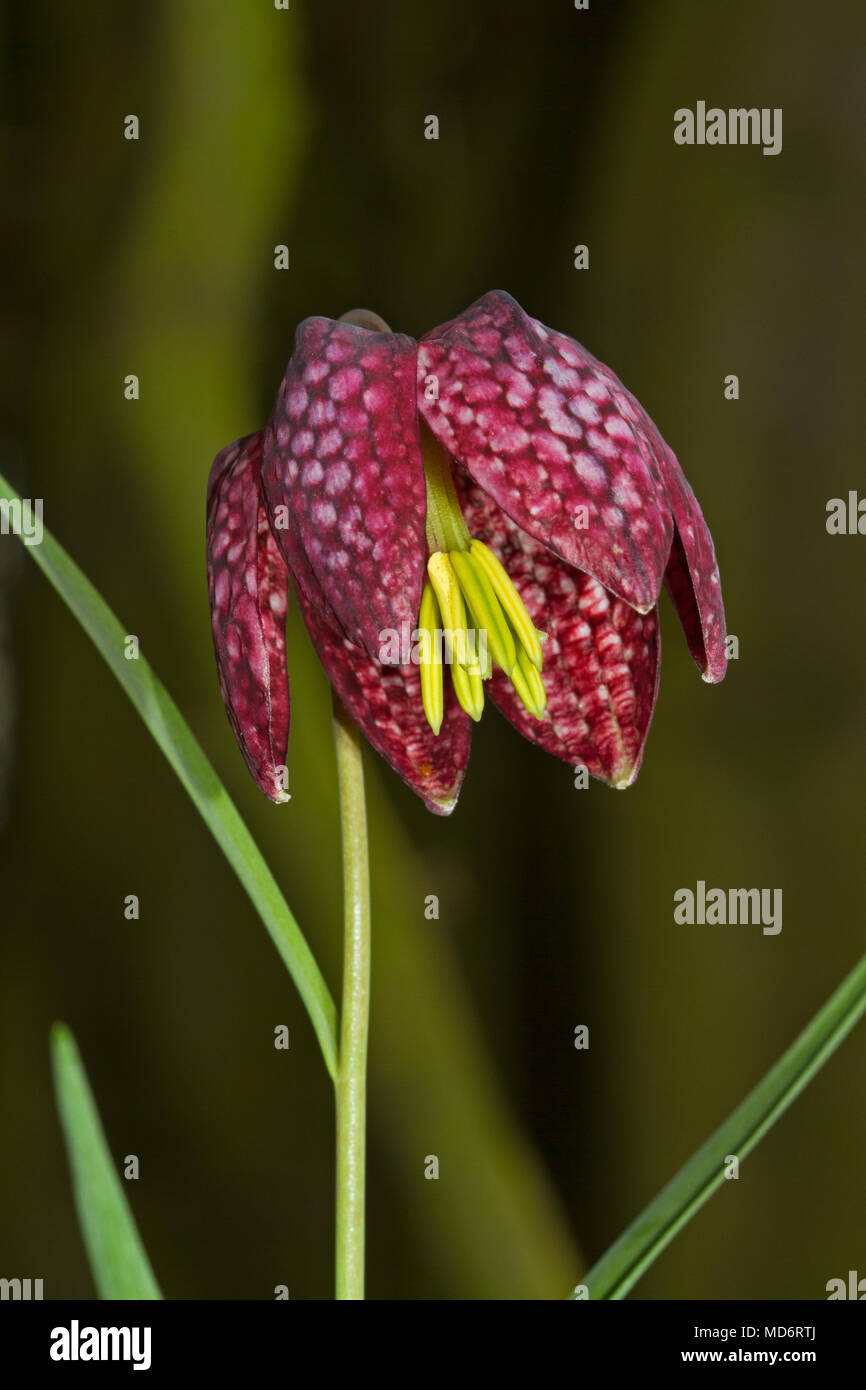 Drooping bell flower hi-res stock photography and images - Alamy
