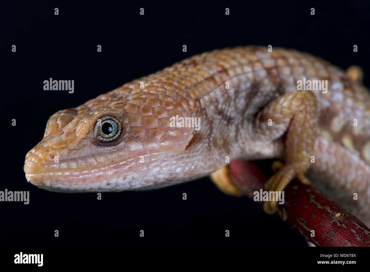 Arizona Alligator Lizard High Resolution Stock Photography and Images ...