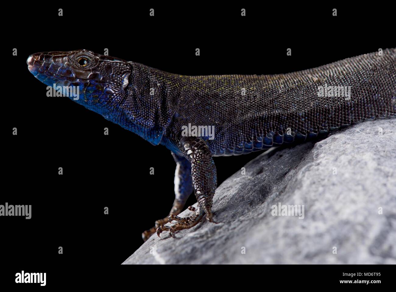 Na Bosc island lizard (Podarcis pityusensis gorrae Stock Photo - Alamy