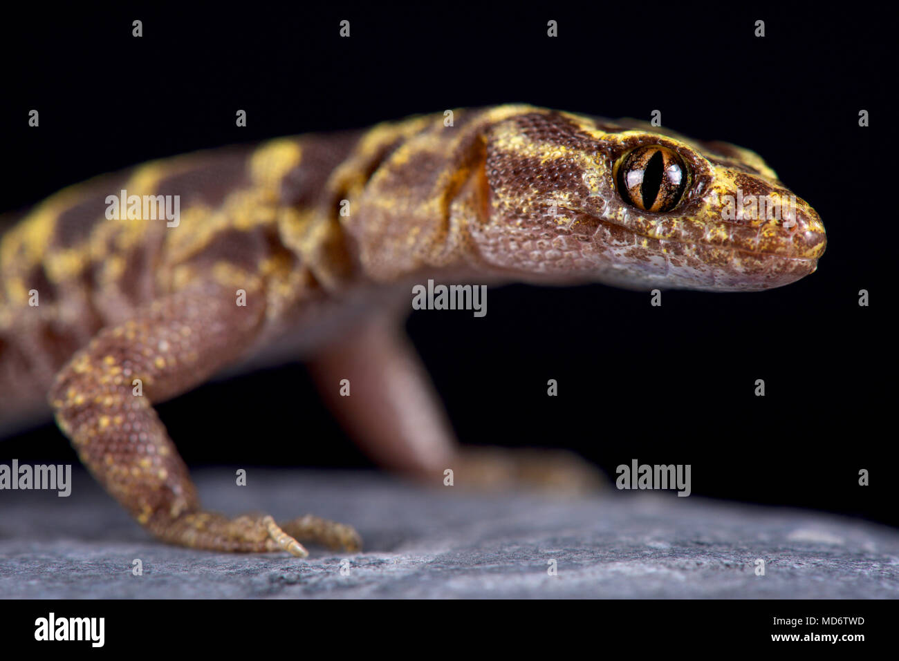 Granite night lizard (Xantusia henshawi Stock Photo - Alamy