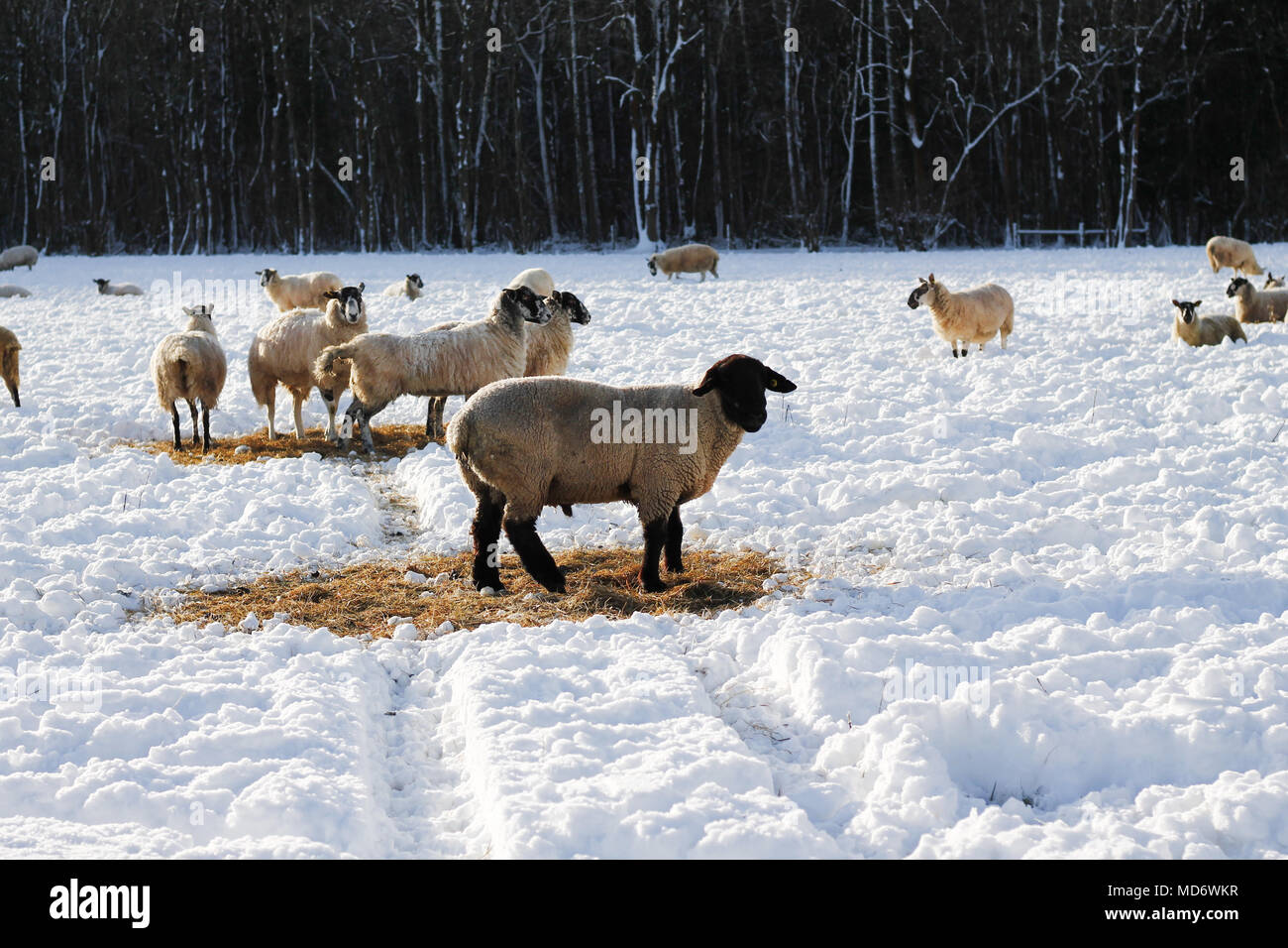 Sheep tracks hi-res stock photography and images - Alamy