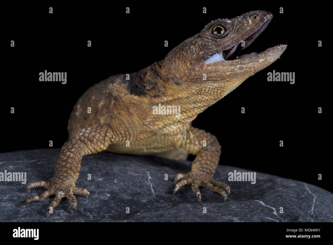 San martin rock lizard hi-res stock photography and images - Alamy