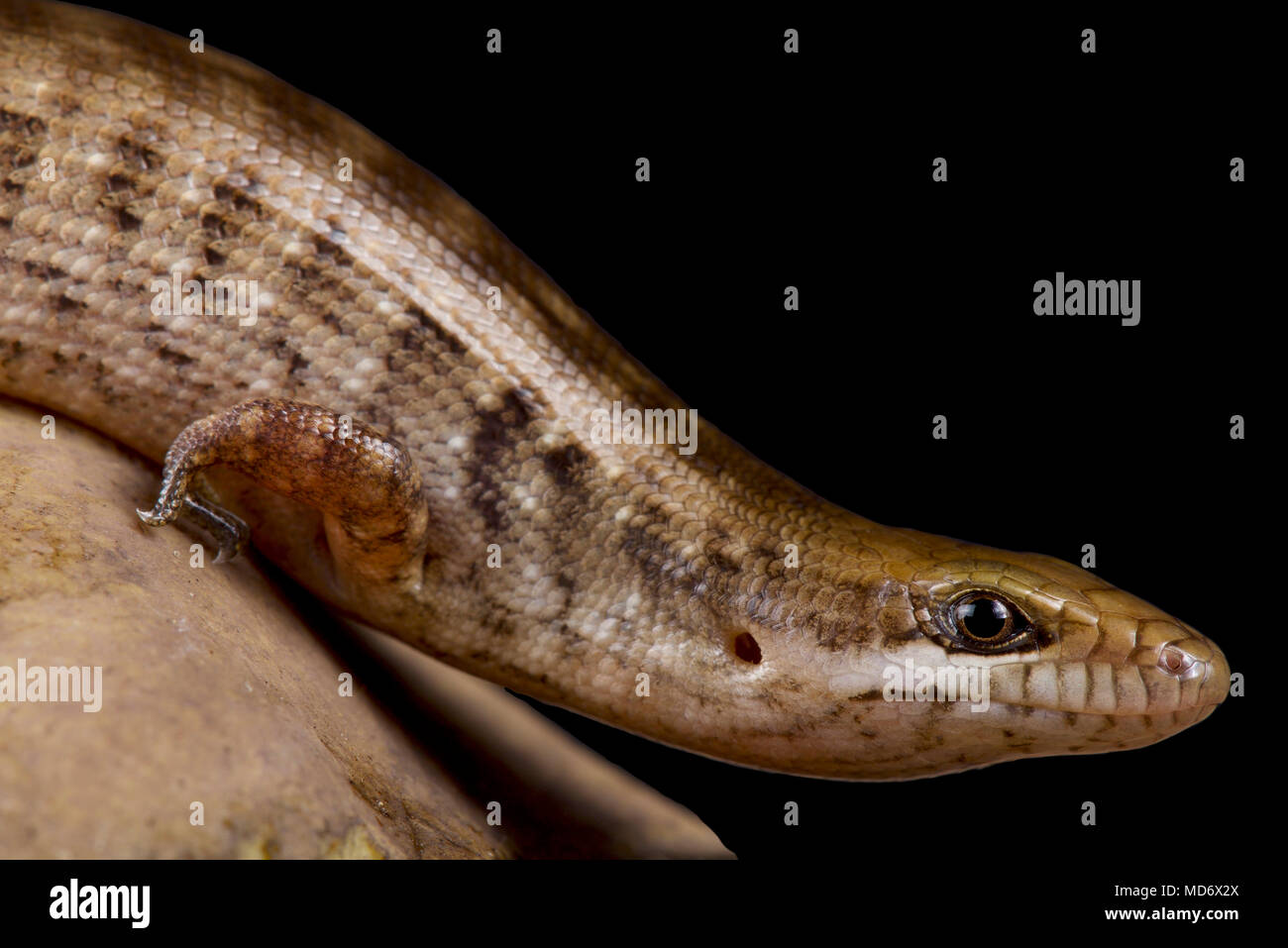 Galliwasp hi-res stock photography and images - Alamy