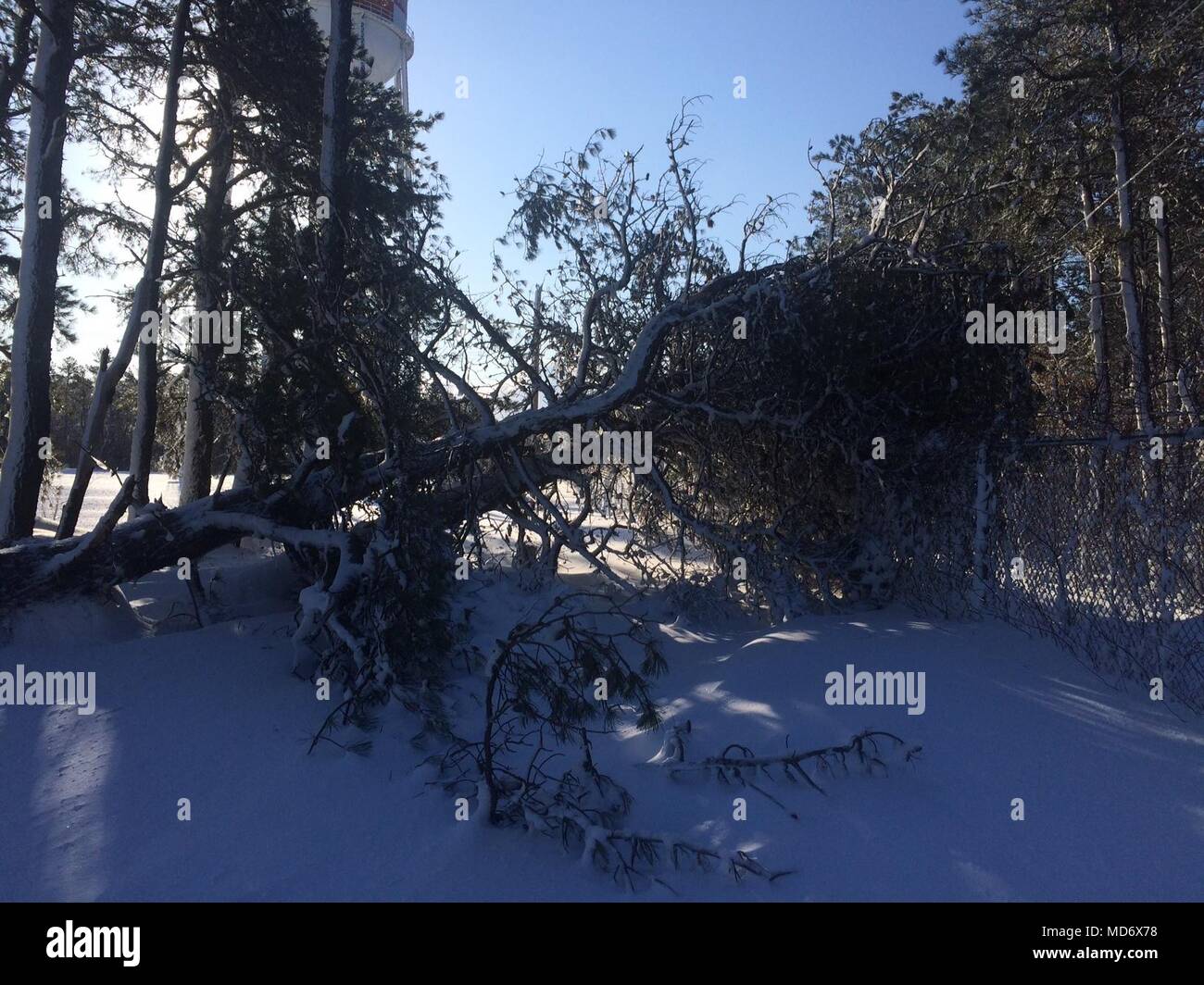 Fallen trees from Winter Storm Skylar damage electrical lines at Otis ...