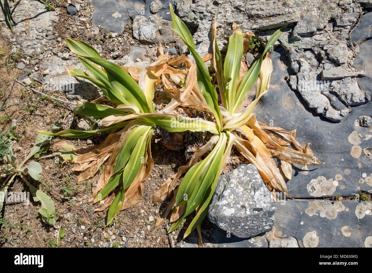 Plants in the mountains in Crete, volcanic soil, Greece Stock Photo - Alamy