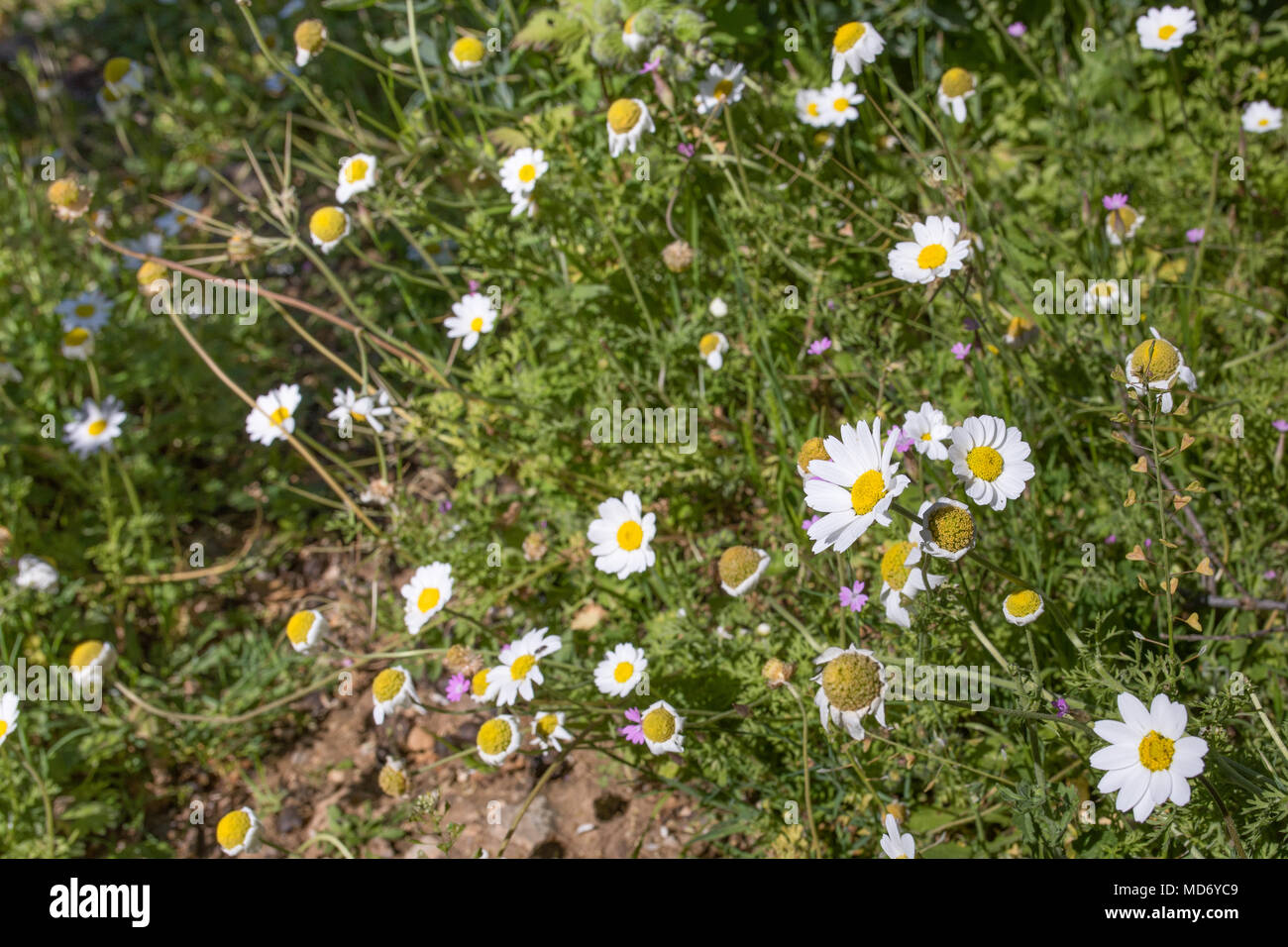 Spring on Crete, Greece, white and yellow flowers; daisy, marguerite ...