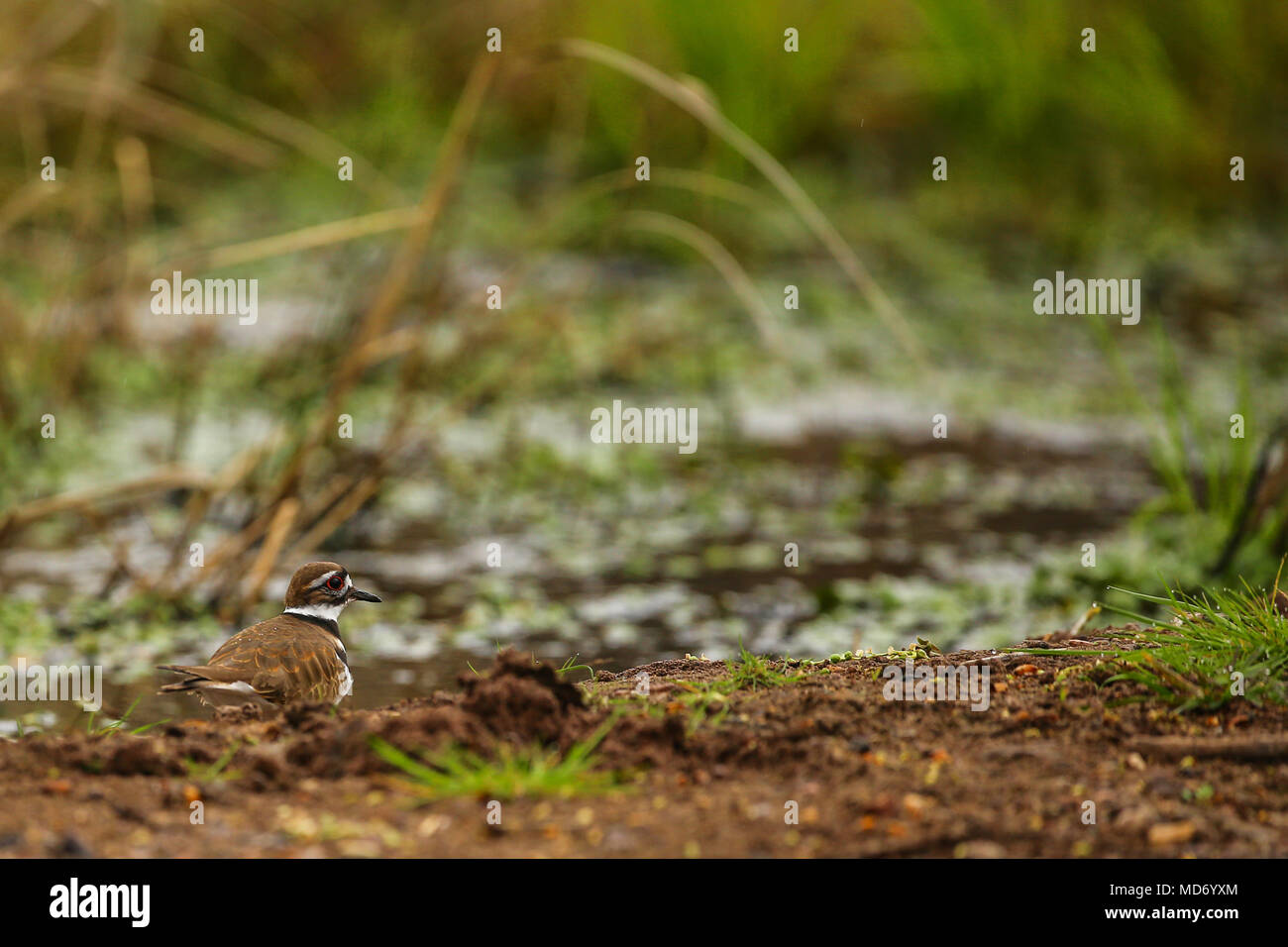 Chorlo o Chorlito Tildillo. .Cuenca del Rio San Pedro, Naturalia Stock ...
