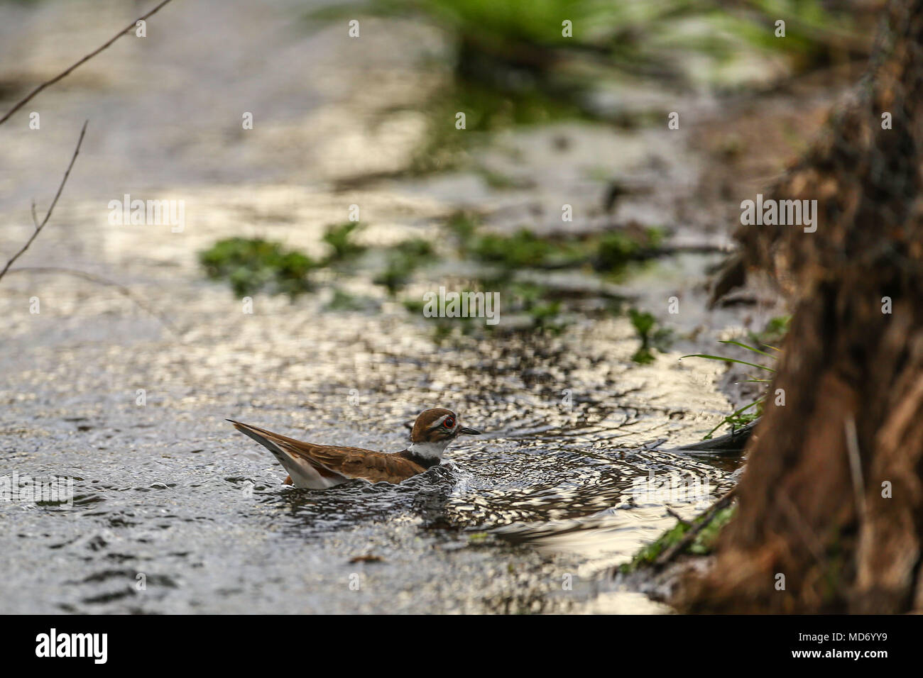 Chorlo o Chorlito Tildillo. .Cuenca del Rio San Pedro, Naturalia Stock ...