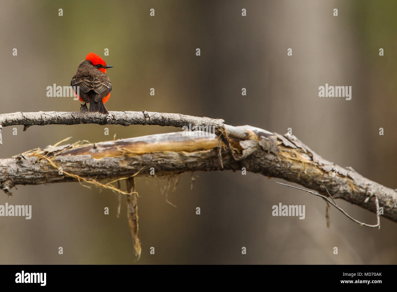 Mosquero cardenalito hi-res stock photography and images - Alamy