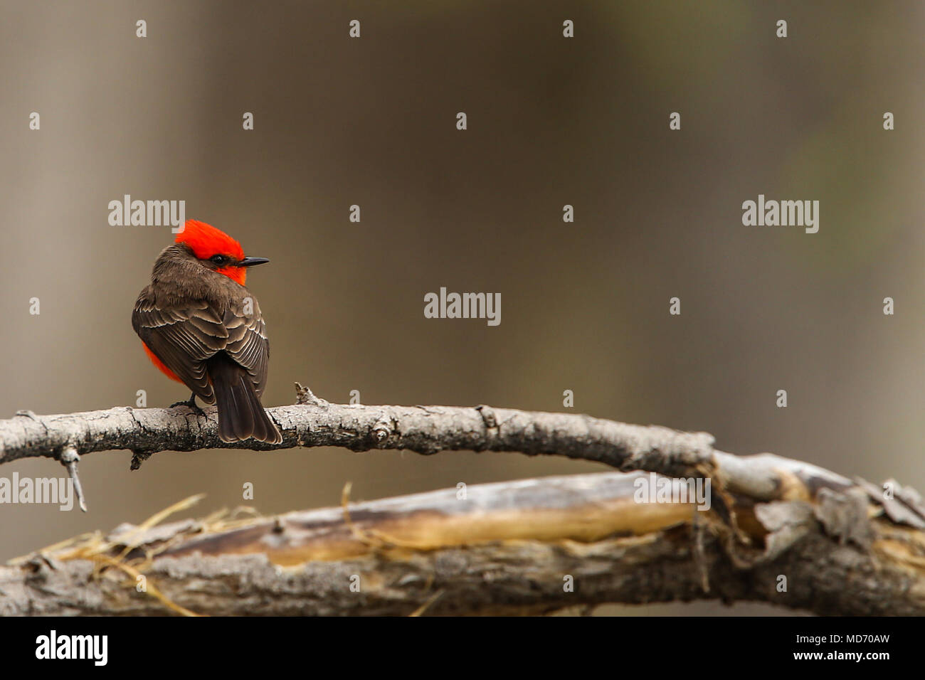 Mosquero cardenalito hi-res stock photography and images - Alamy