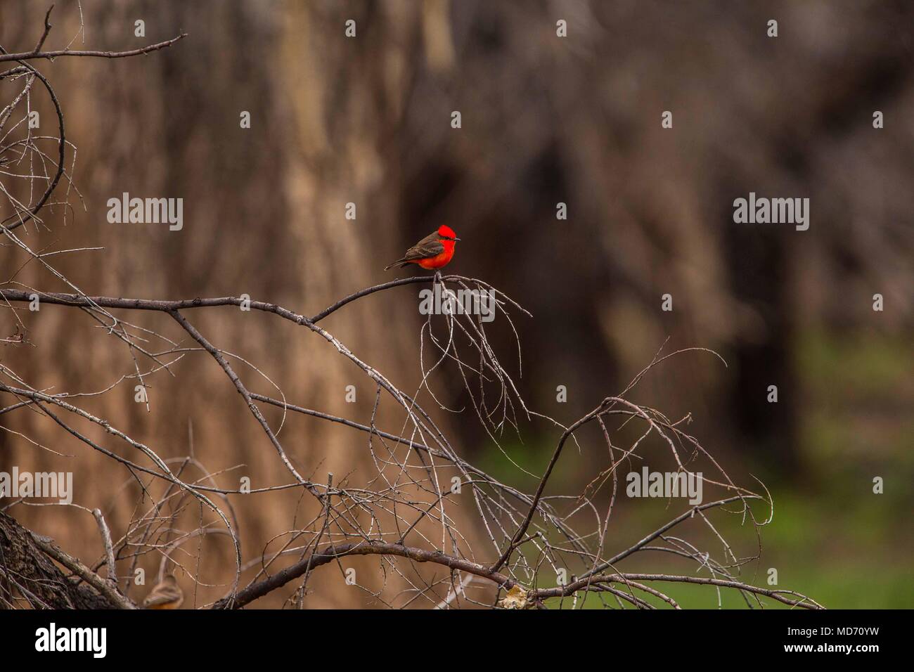Mosquero cardenalito hi-res stock photography and images - Alamy
