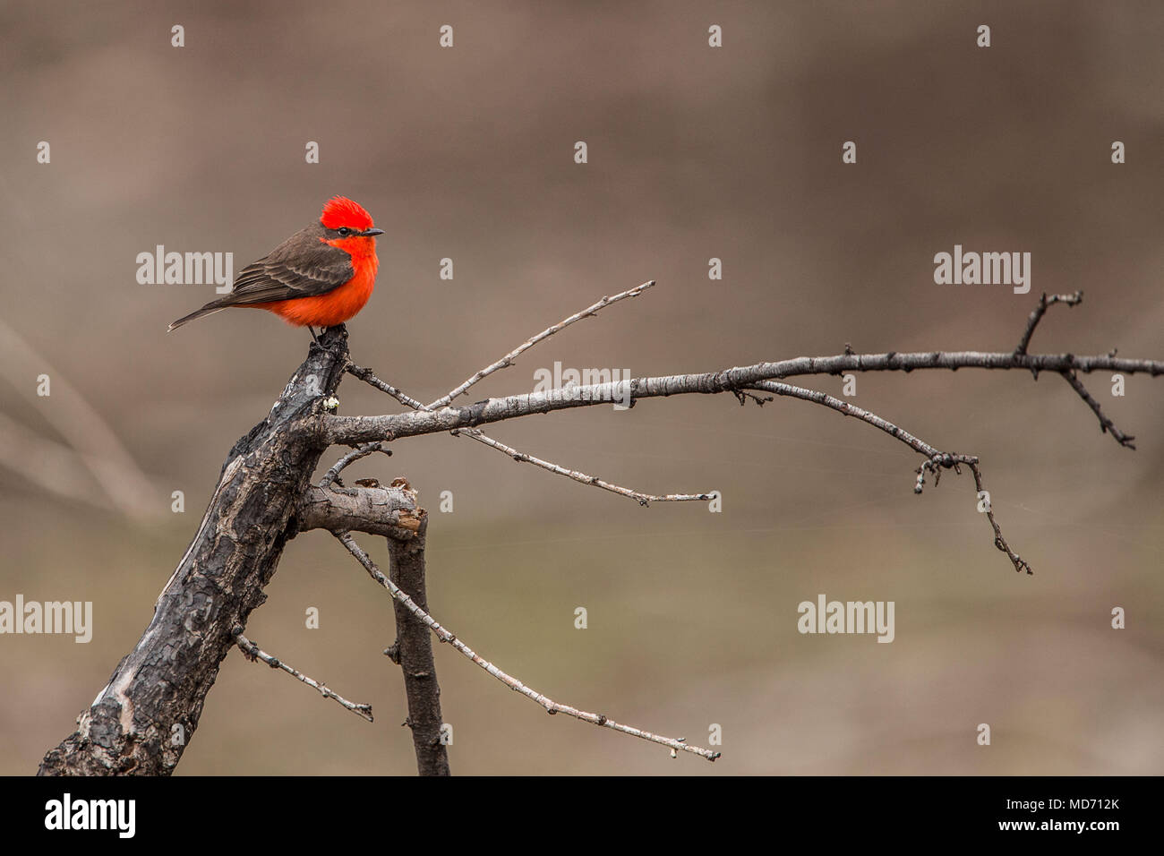 Mosquero cardenalito hi-res stock photography and images - Alamy