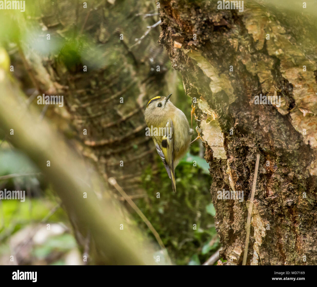 Gold crest uk garden hi-res stock photography and images - Alamy