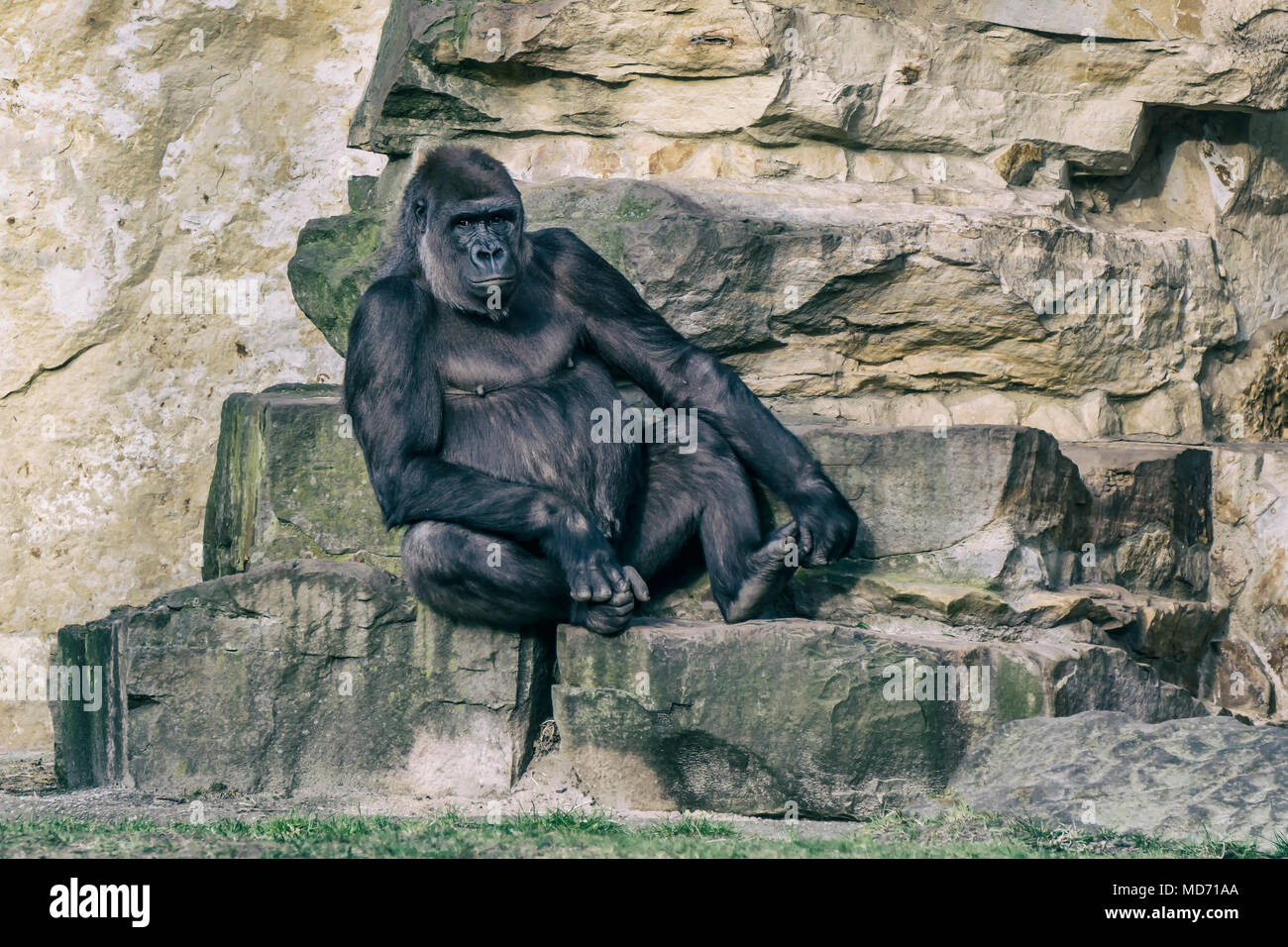Gorilla sitting on rock at zoo Stock Photo - Alamy