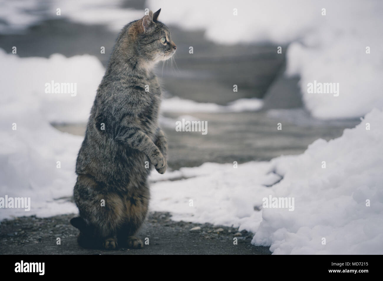 Two feet of snow hi-res stock photography and images - Alamy