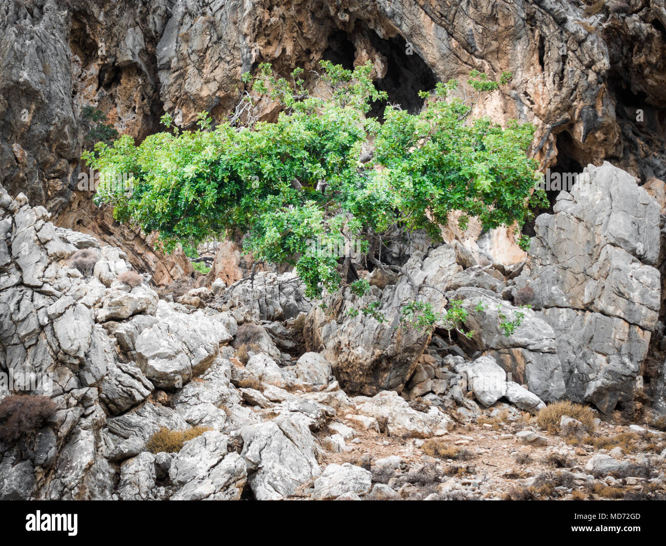 Plant and rocky hill, Crete, Greece Stock Photo - Alamy