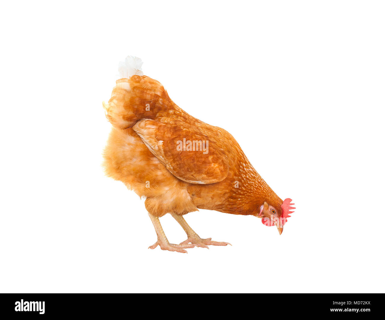 close up chicken hen eating something isolated white background Stock ...