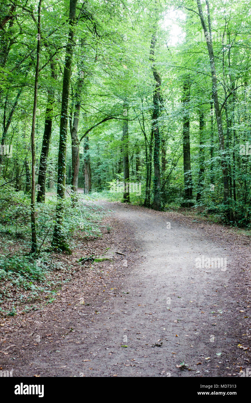 Dirt road through trees in forest, Brittany, France Stock Photo - Alamy