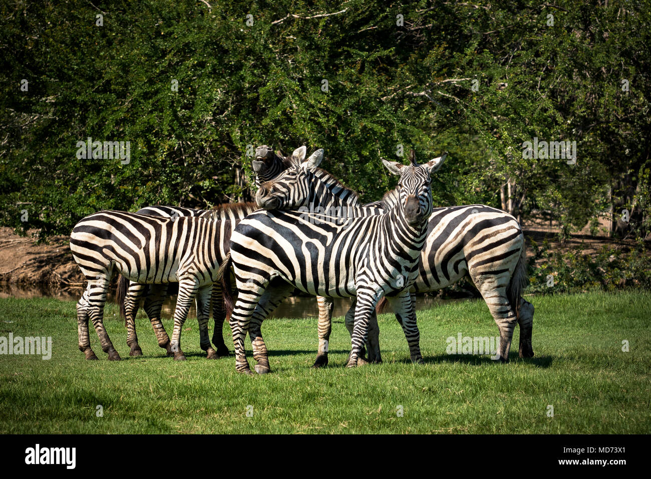 flock of zebra on green grass field Stock Photo - Alamy