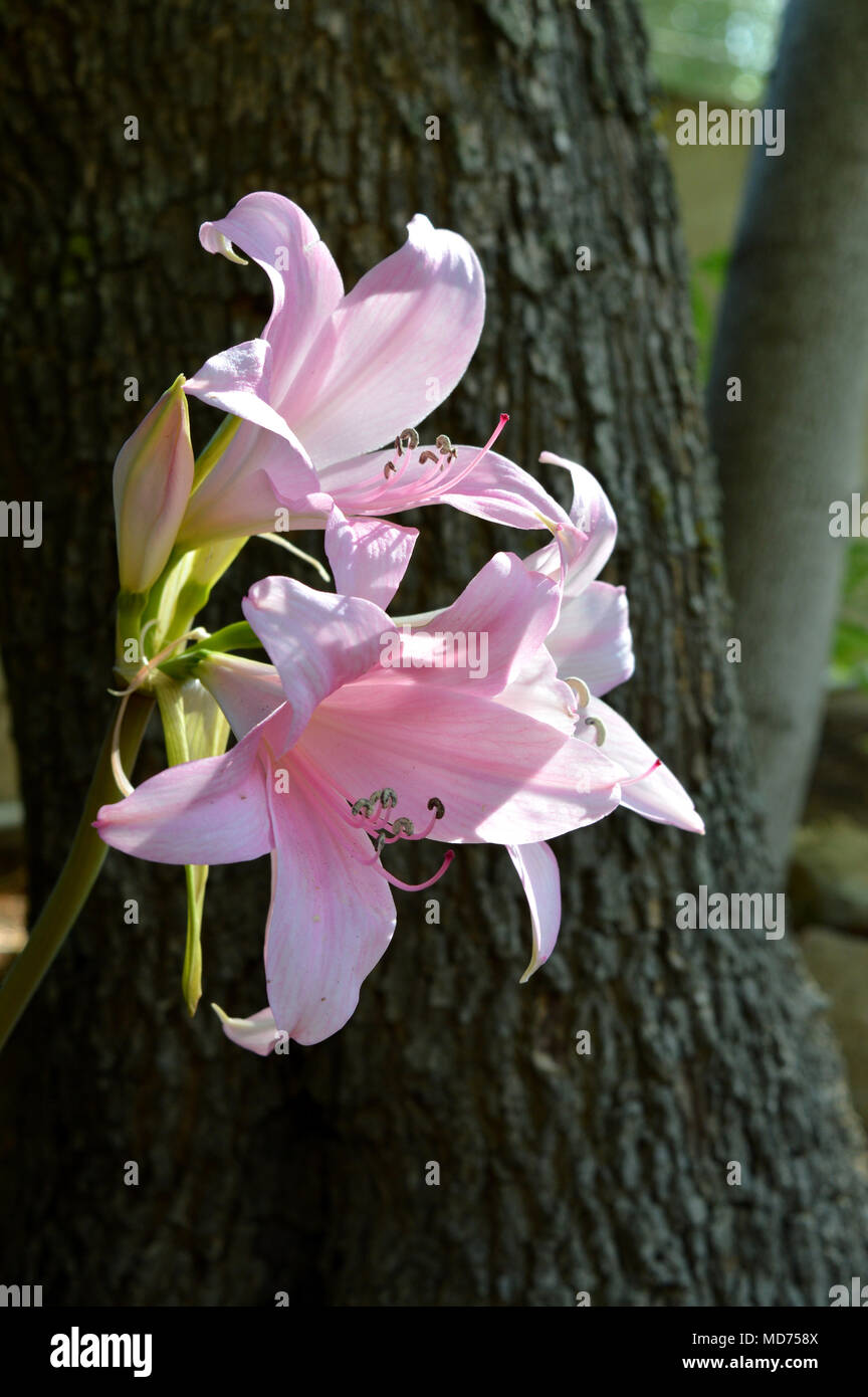 Pink lilium hi-res stock photography and images - Alamy