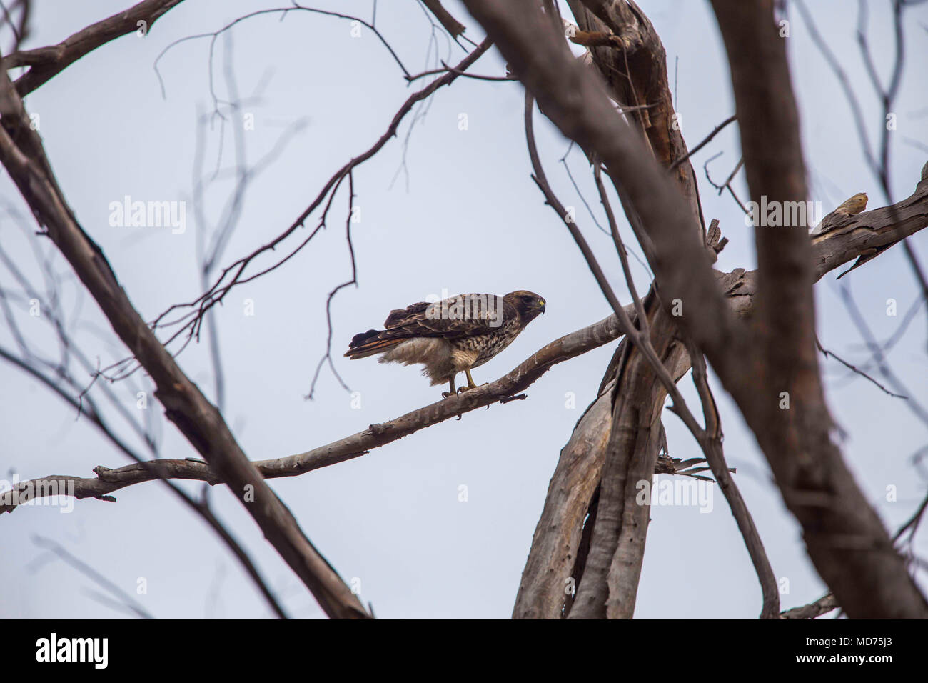 Visto en la naturaleza hi-res stock photography and images - Alamy