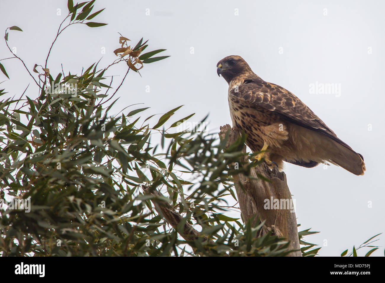 Aguila vista en la Yesca Stock Photo - Alamy