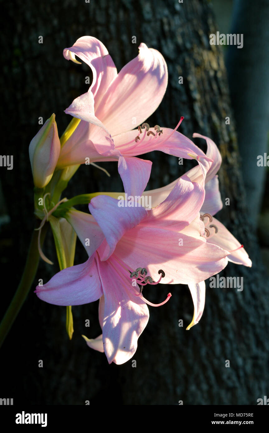 Pink lilium hi-res stock photography and images - Alamy