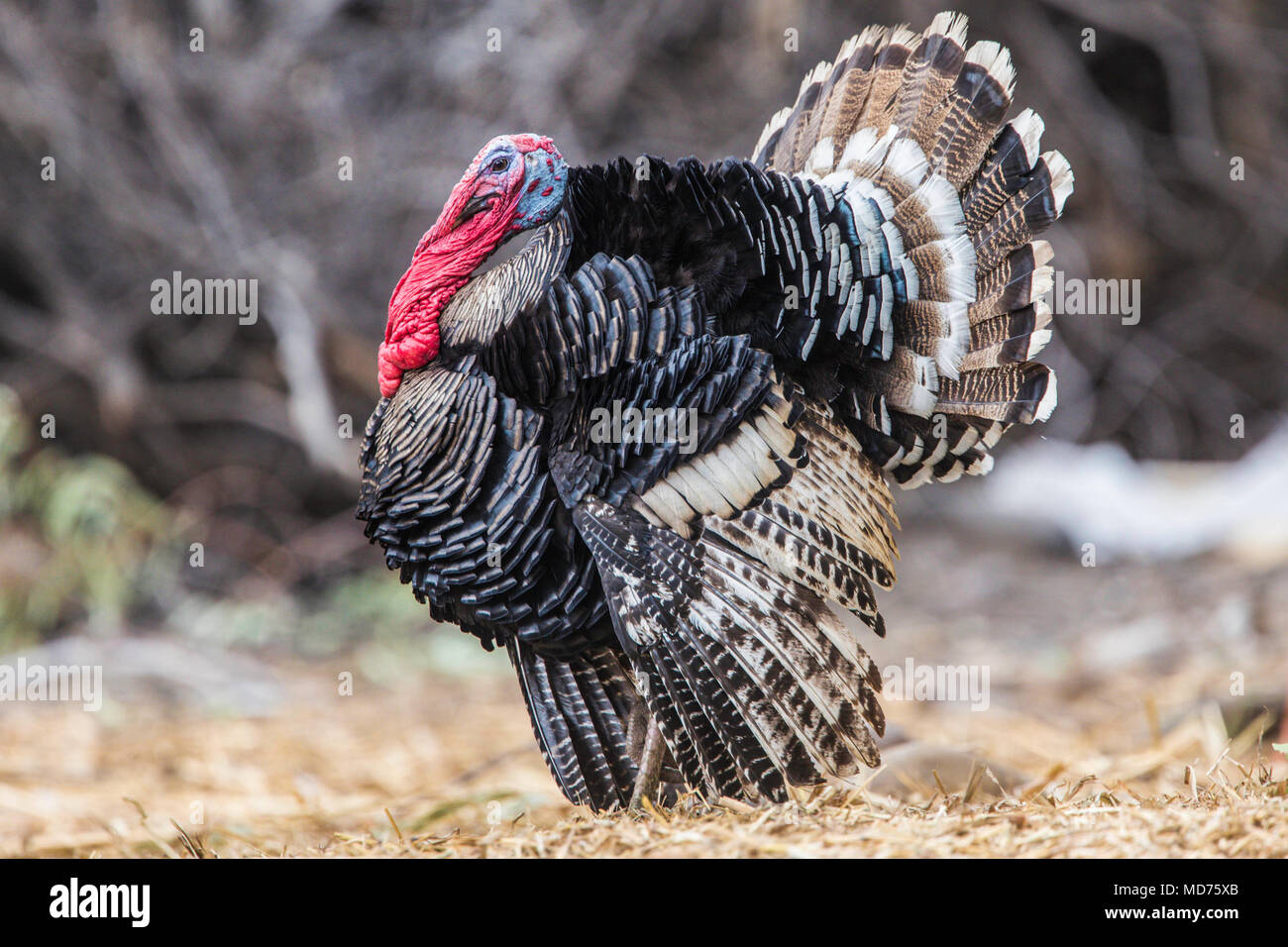 Guajolote hi-res stock photography and images - Alamy