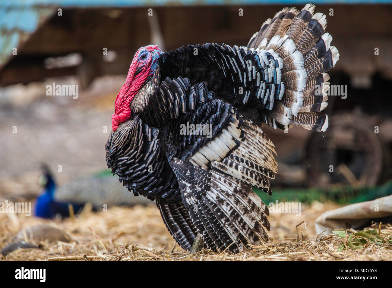 Guajolote hi-res stock photography and images - Alamy