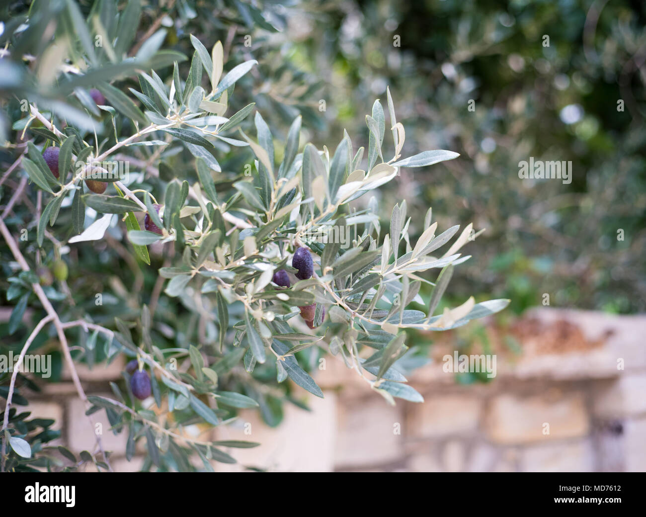 Olive seed hi-res stock photography and images - Alamy