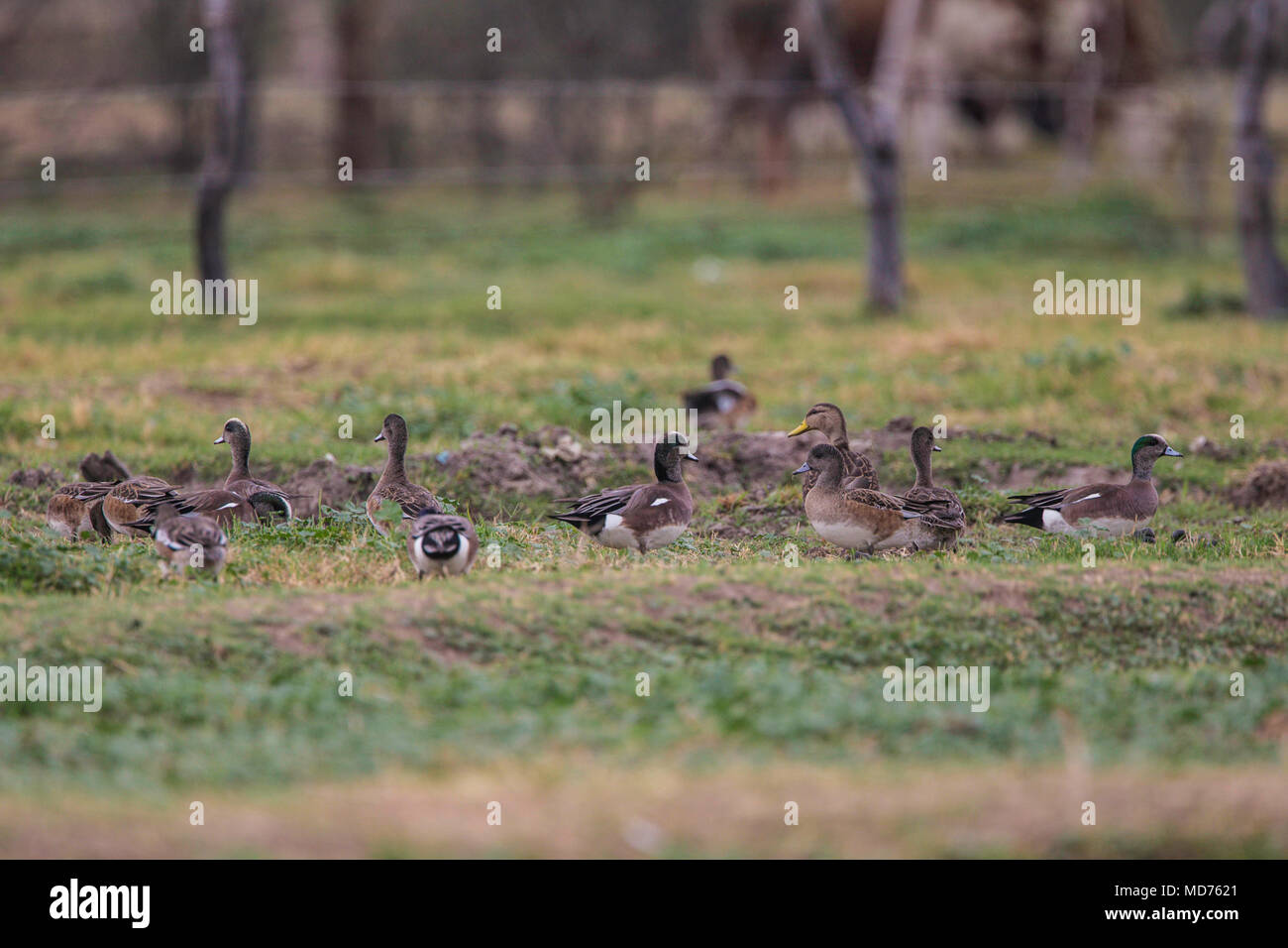 Salvaje la naturaleza hi-res stock photography and images - Alamy