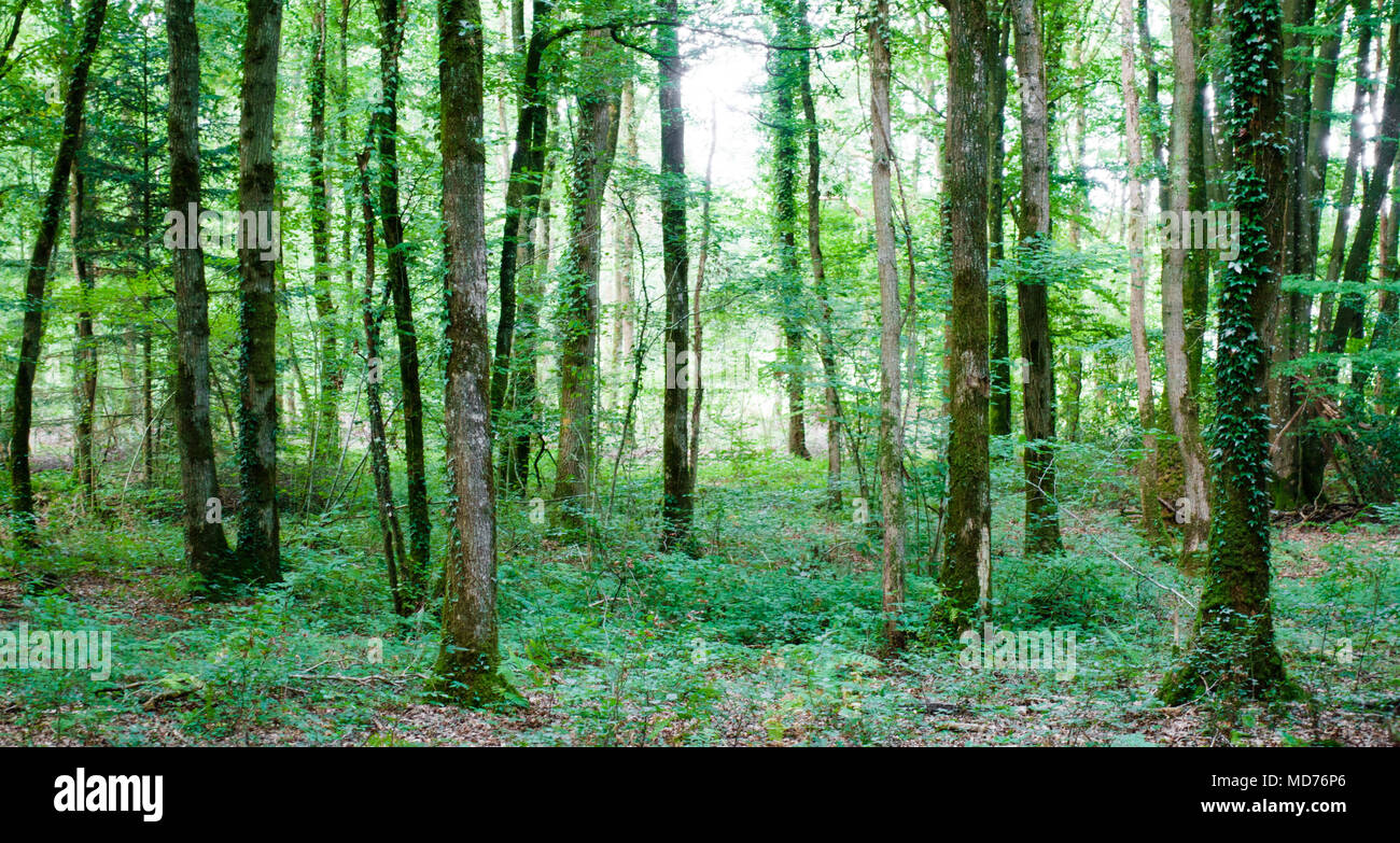 Green forest in france hi-res stock photography and images - Alamy