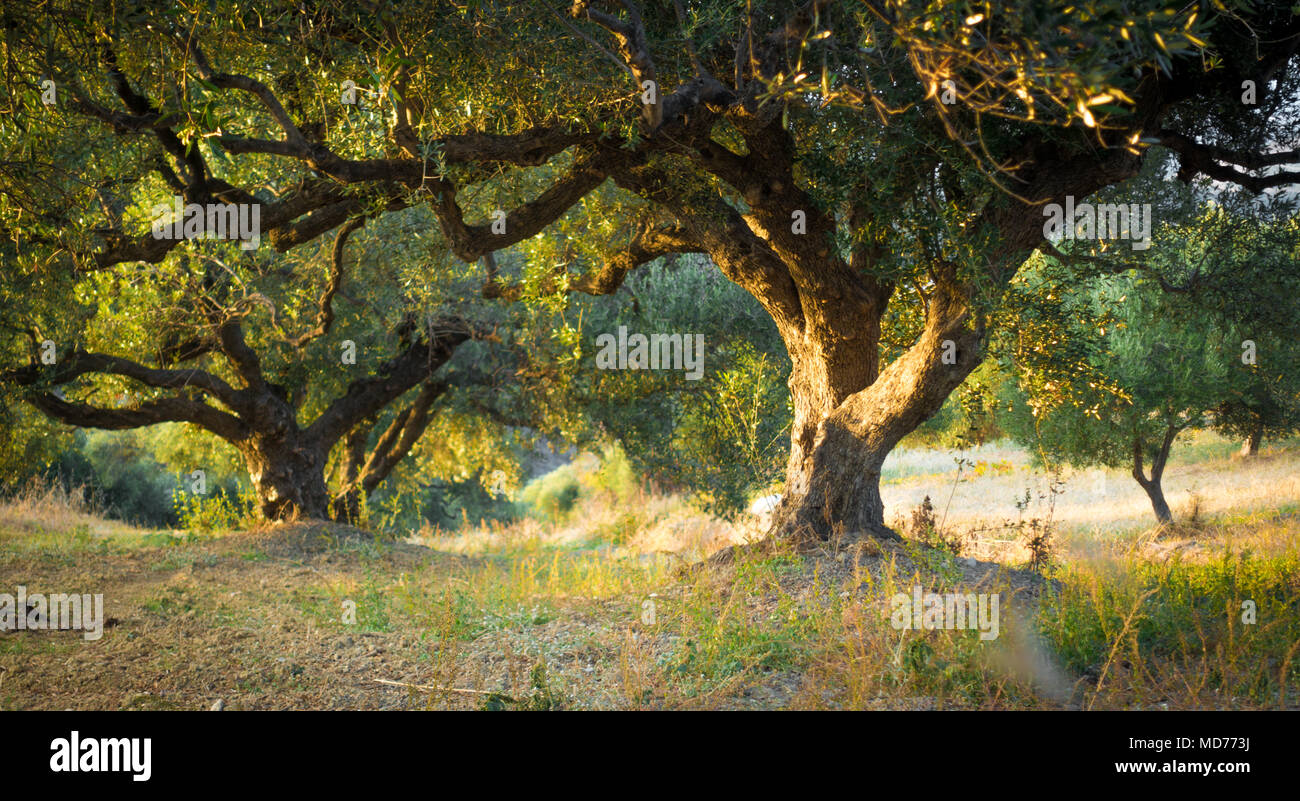 Trees in forest, Crete, Greece Stock Photo - Alamy