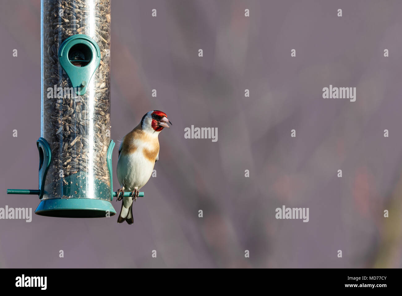 Male goldfinch with black eyes hi-res stock photography and images - Alamy
