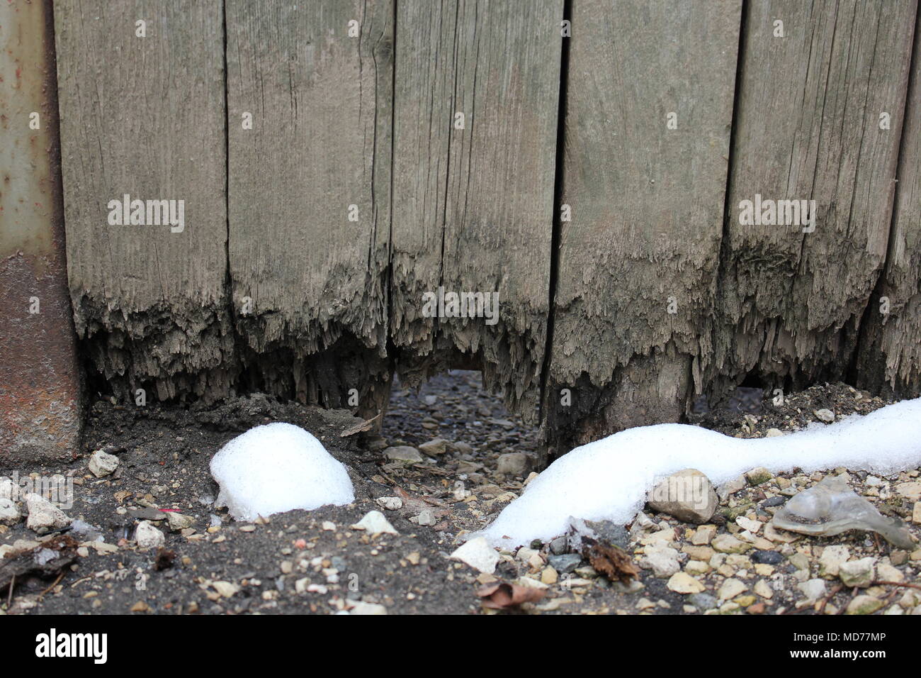 Pest / animal / rat hole in deteriorated wooden fence to get to food ...
