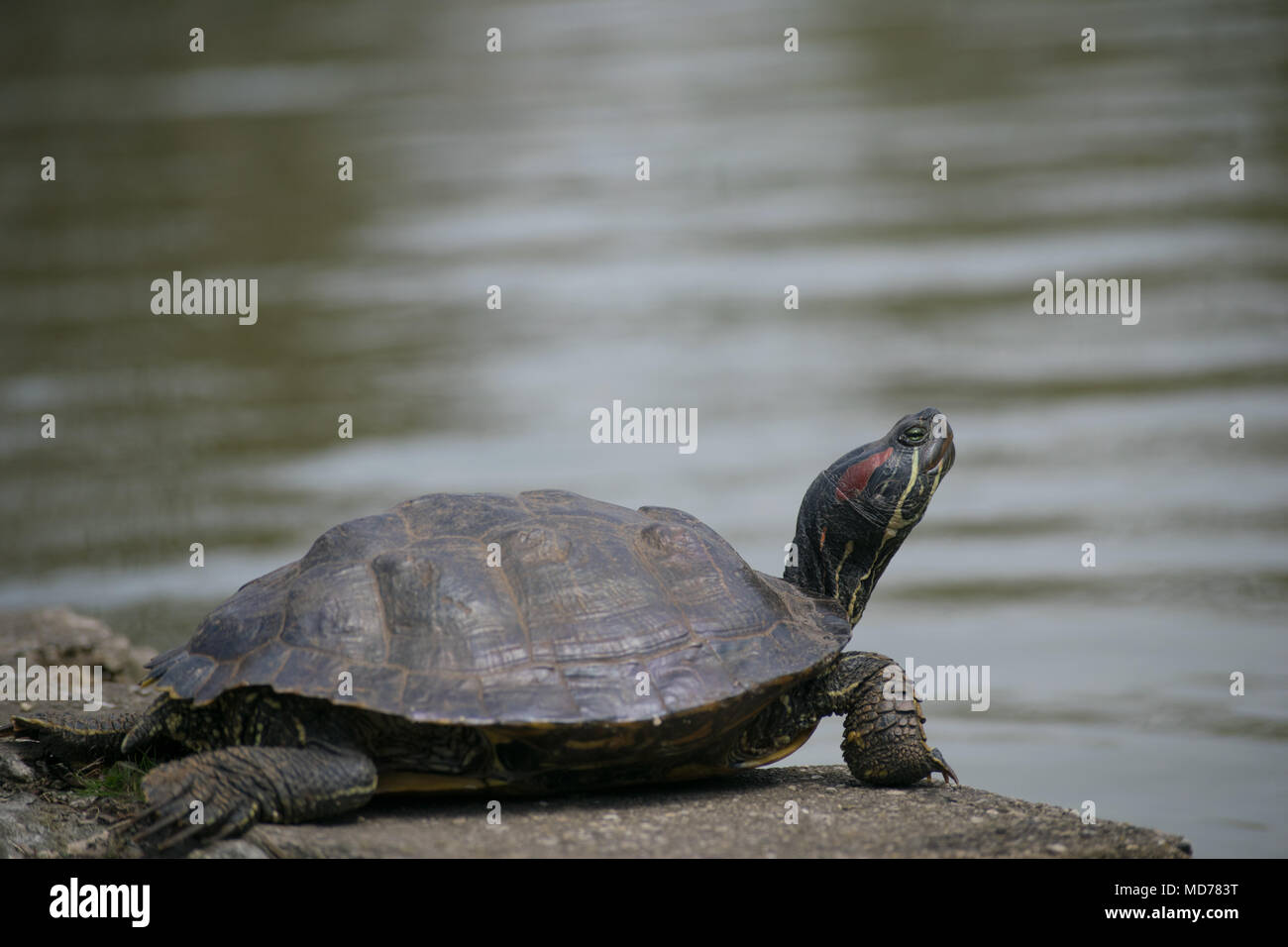 Painted wood turtle hi-res stock photography and images - Alamy