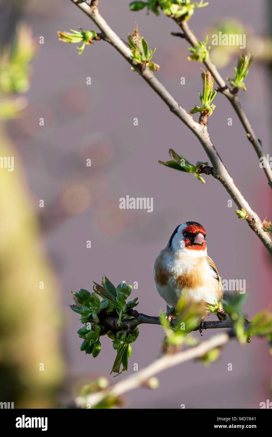 Male goldfinch with black eyes hi-res stock photography and images - Alamy