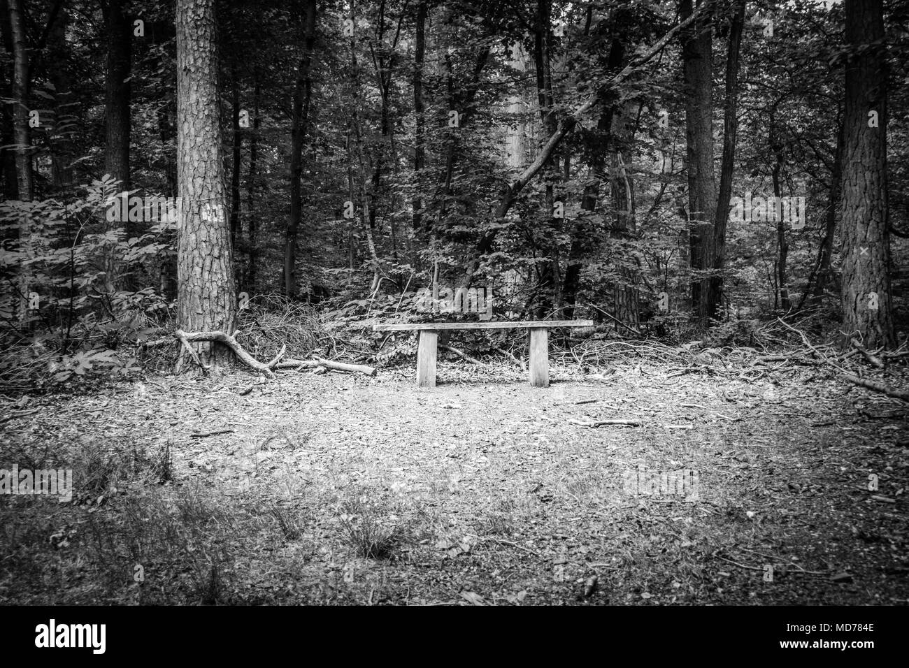 Old bench with trees in forest, Brittany, France Stock Photo - Alamy