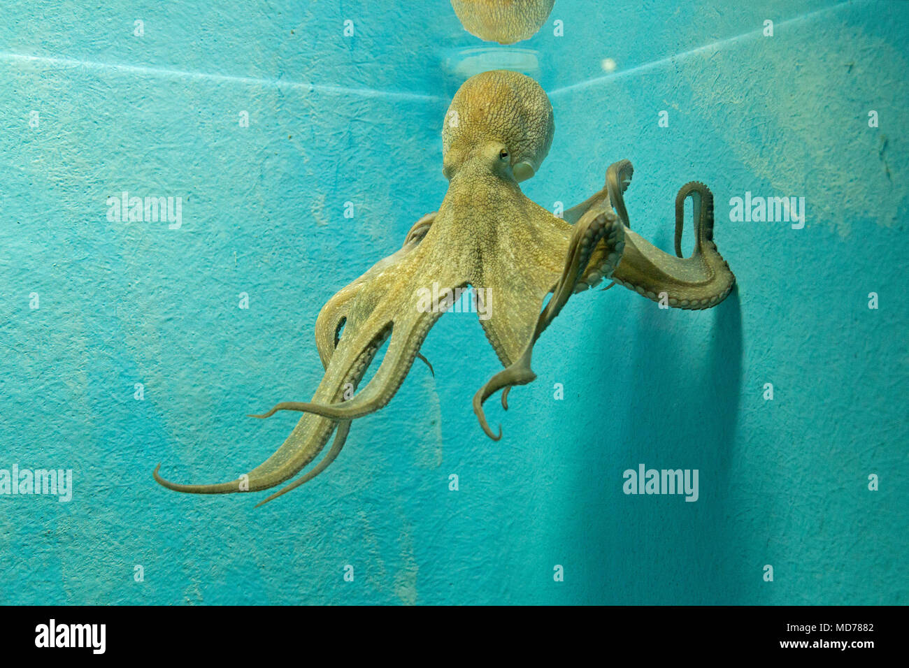 octopus (Octopus vulgaris), aquarium, old town, Dubrovnik, Croatia ...