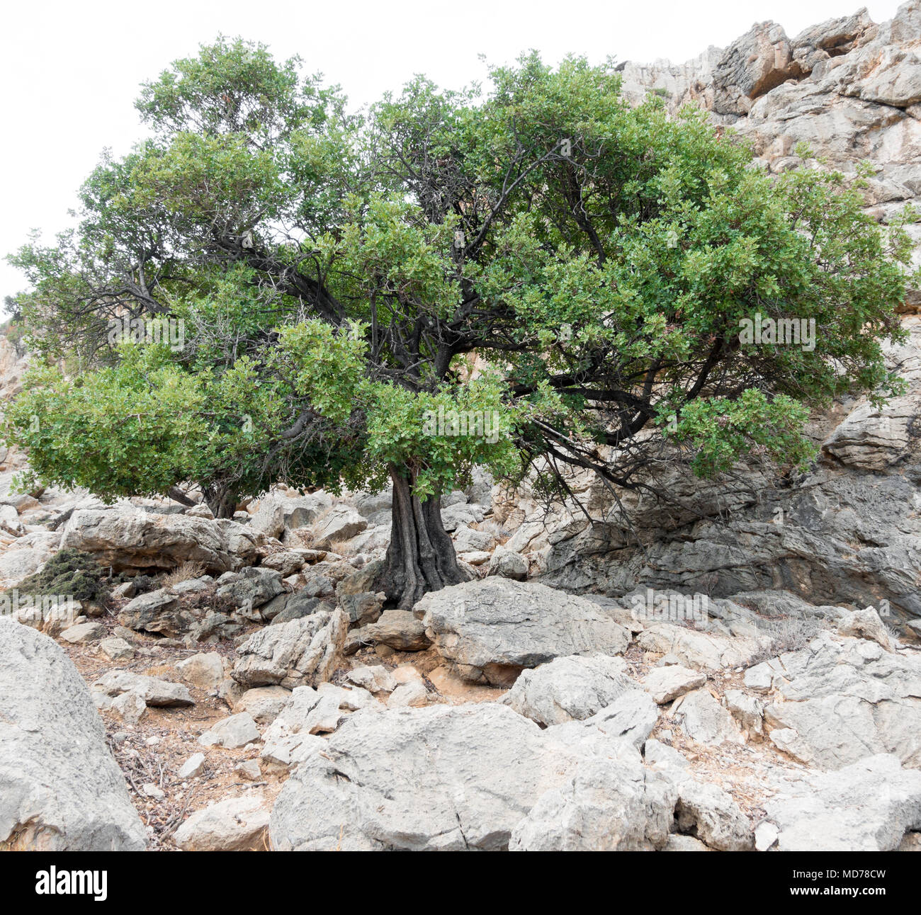 Tree on the cliff hi-res stock photography and images - Alamy