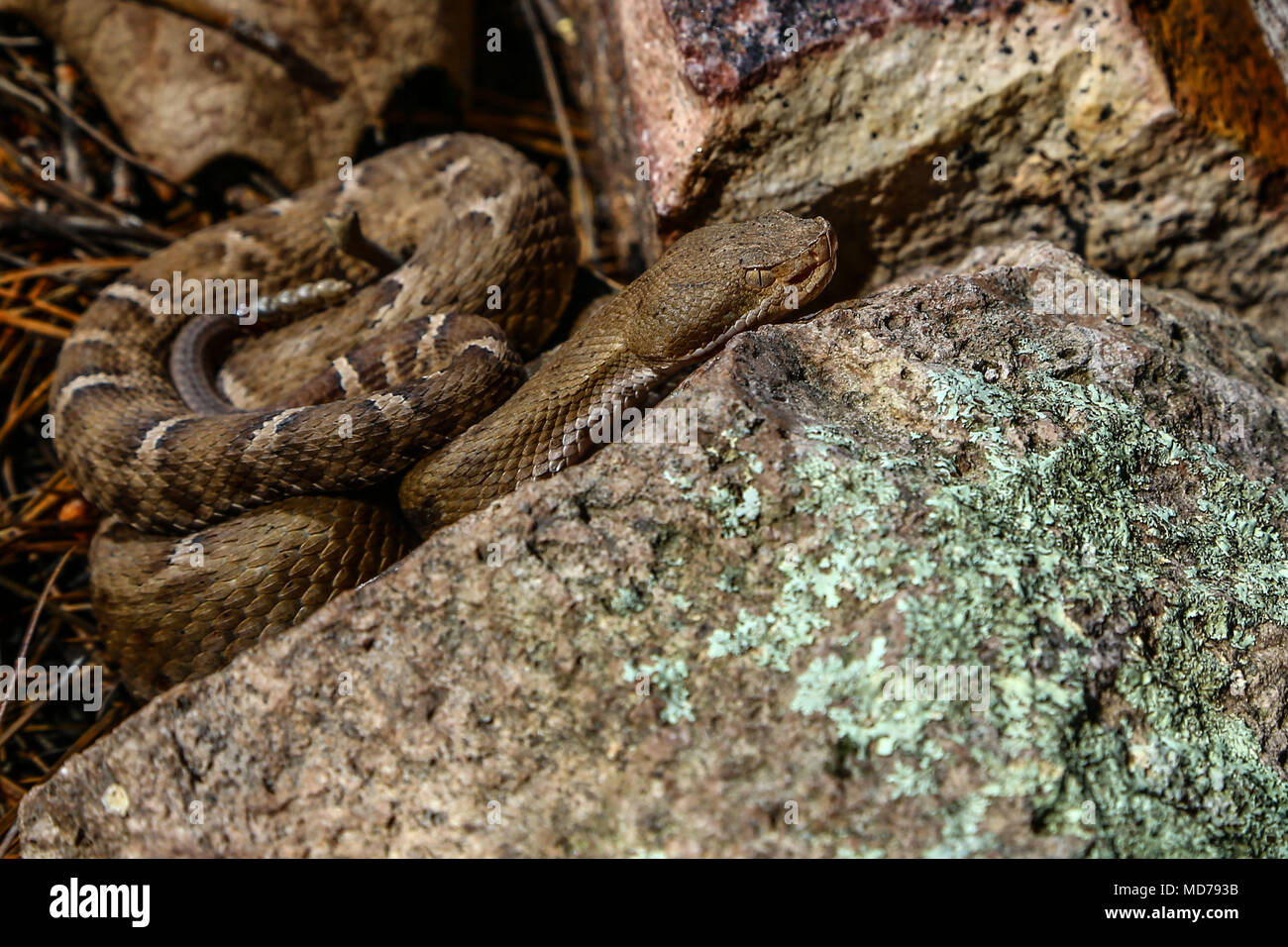 Snake. Cascabel. Ridge- Nosed rattlesnake Madrean Diversity Expeditions ...