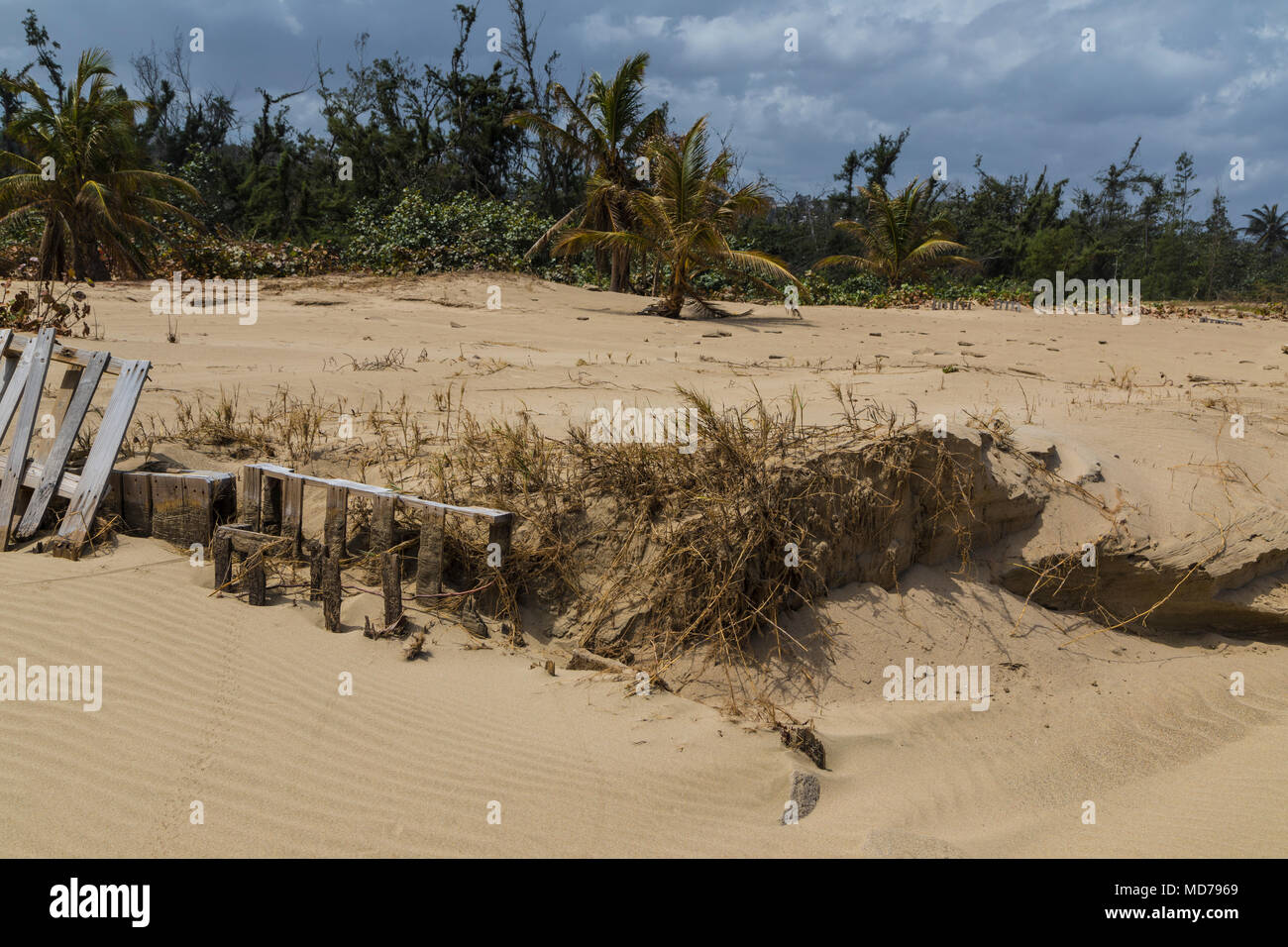 Camuy, Puerto Rico, March 15, 2018 – A sand dune along the coast of ...